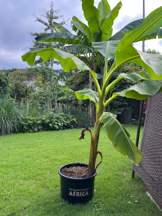 Bananen Baum 120 cm Hoch im Topf (Gebraucht) in Rüti ZH für CHF 40 ...