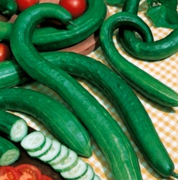 GURKE „Chinese Slangen” / 5 Samen (Neu (gemäss Beschreibung)) in ...