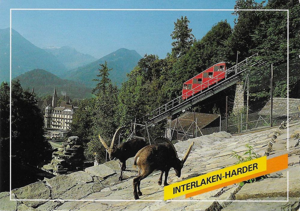 Steinwildpark/Harderbahn (Neu (gemäss Beschreibung)) in Rothrist für ...