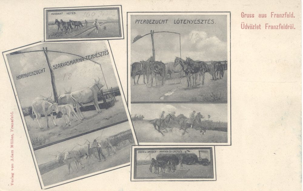 Franzfeld - Pferdezucht / Hornviehzucht (Neu (gemäss Beschreibung)) in ...