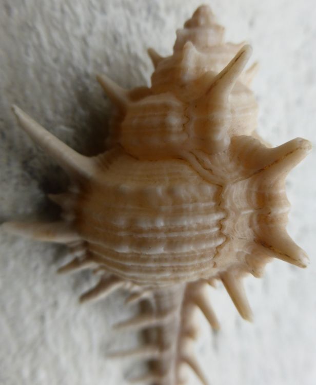 MUREX SCOLOPAX, 7 CM, -STACHEL MUSCHEL, SEHR INTERESSANT (Gebraucht) in ...