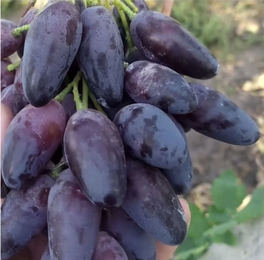 Vigne - Raisin de collection MATIO ( bouture ) (Neu (gemäss ...