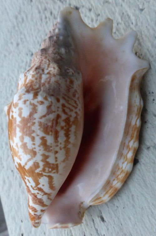 STROMBUS SINUATUS, SCHÖNE ZEICHNUNG, 12 CM LANG. SUPER | Kaufen auf Ricardo