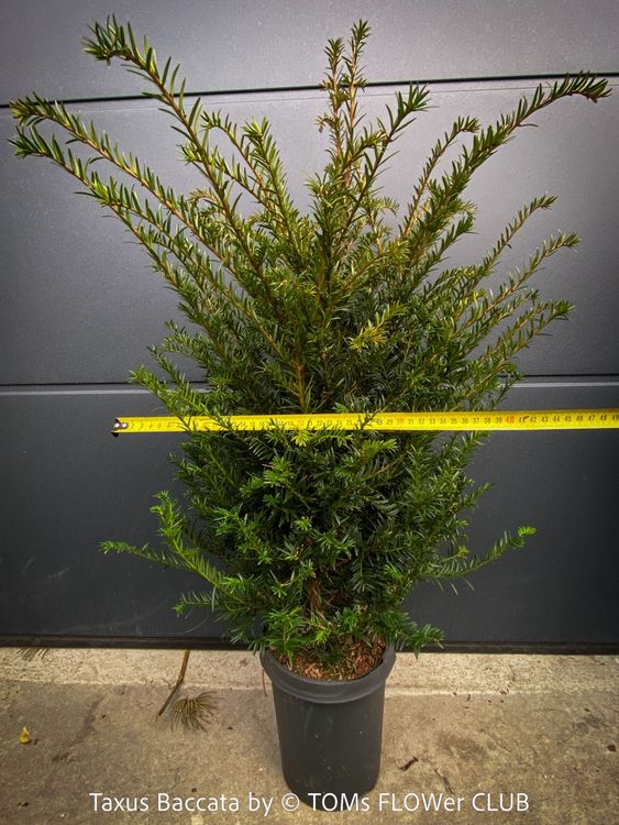 6x Eiben (Taxus Baccata) - für schön kompakte Grünhecke (Neu und ...