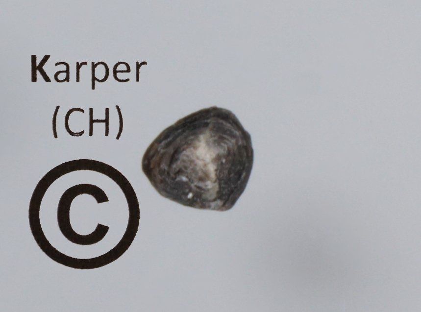 Süßwasserzuchtperlen / Rang Perle de culture d'eau douce (Neu und ...