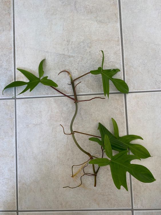 Philodendron Florida Ghost | Kaufen auf Ricardo