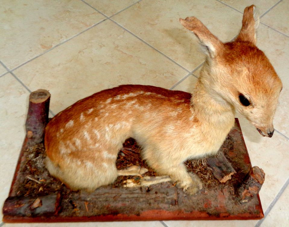 TOP !! Präparat,Tierpräparat , Rekitz , Reh L47×T22×H30 cm (Gebraucht ...