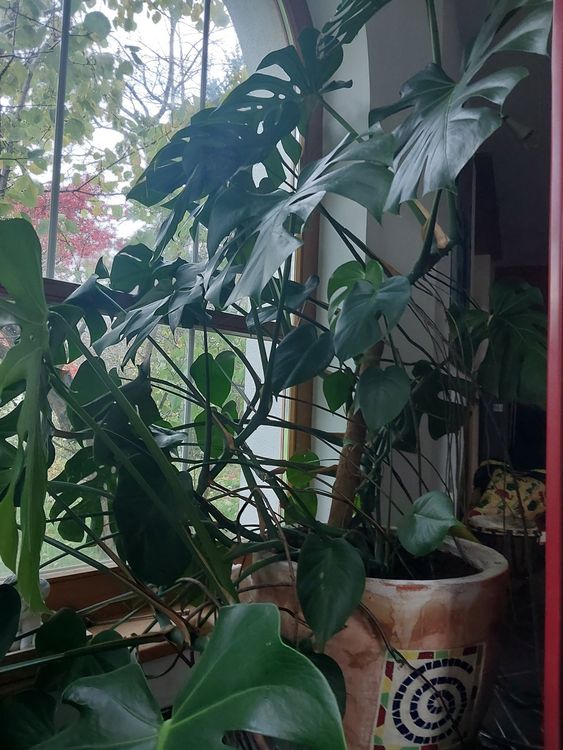 Monstera deliciosa am Moosstab ca. 180cm, wunderschön | Kaufen auf Ricardo