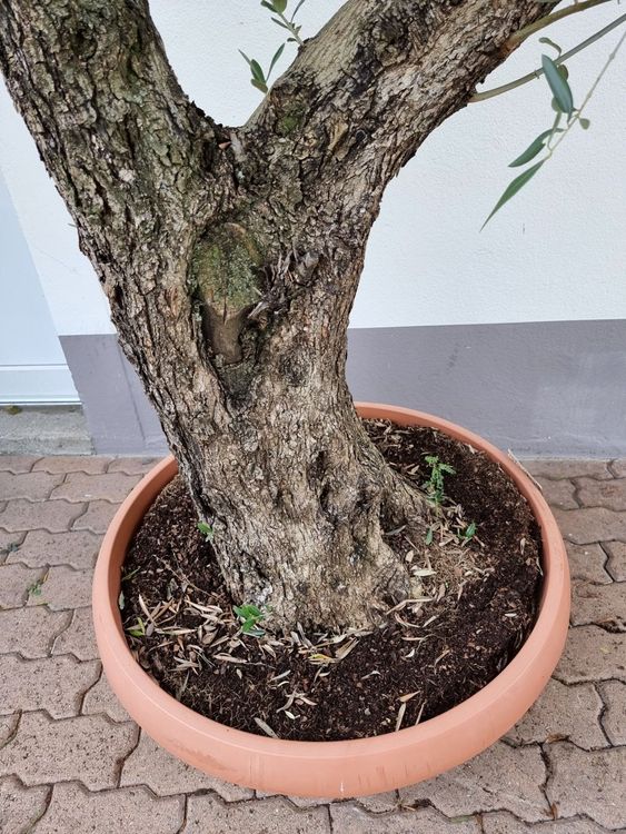 Olivenbaum winterhart (Neu (gemäss Beschreibung)) in Matten bei Interlaken für CHF 251 – nur ...