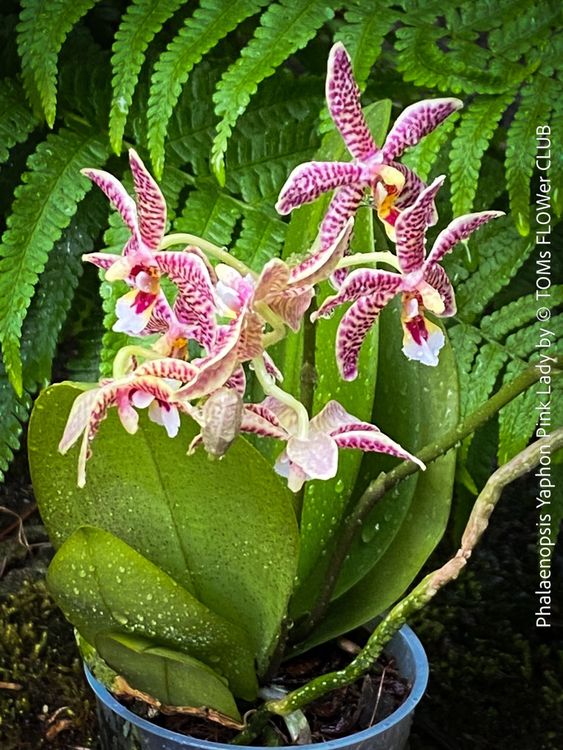 Phalaenopsis Yaphon Pink Lady mit feinen, zarten Blüten (Neu und ...