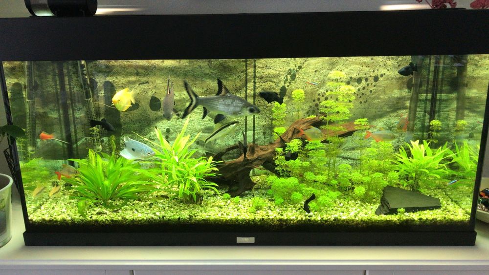 Aquarium 180 lt mit Fischen und Aussenfilter (Gebraucht) in Rheinfelden ...