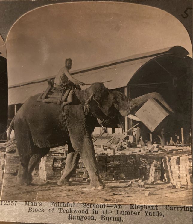 Burma-Myanmar-Elefant-Stereofoto-Stereoskopie-Stereobild (Gebraucht) in ...