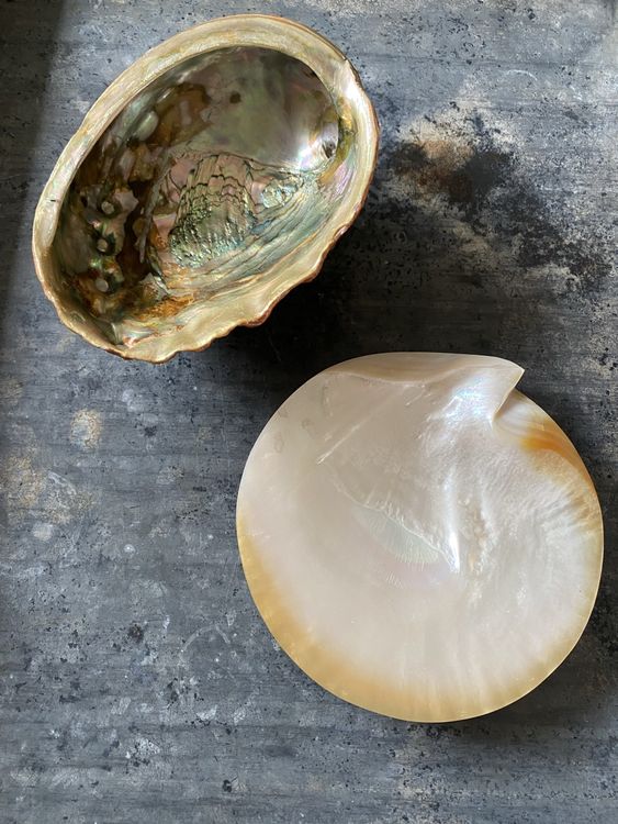 1 Abalone Muschel und 1 Perlmutt Muschel (Gebraucht) in für CHF 22 ...