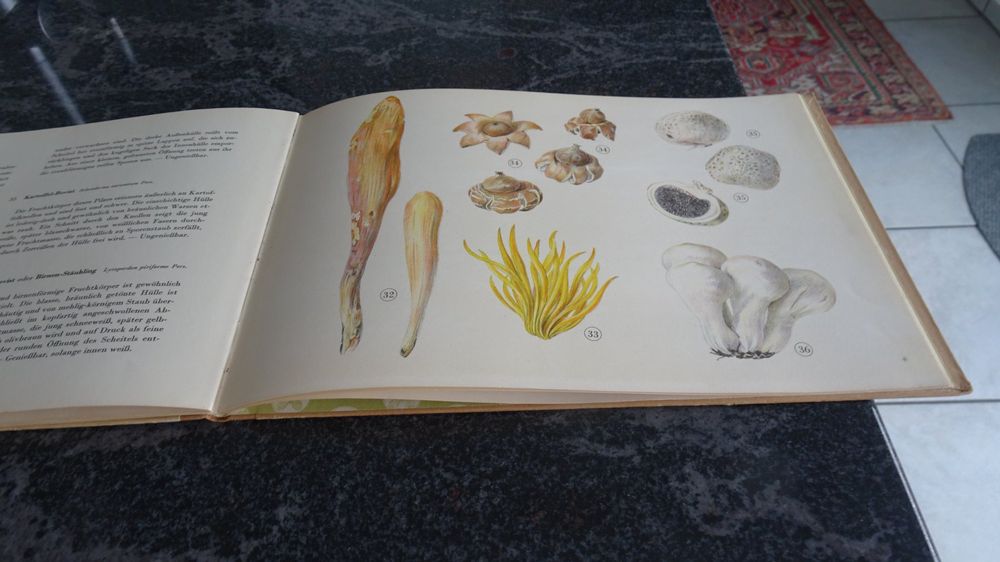 PILZ -ATLAS BAND 1 SPÄTSOMMRT UND HERBST ANTIK 1951 (Gebraucht) in ...