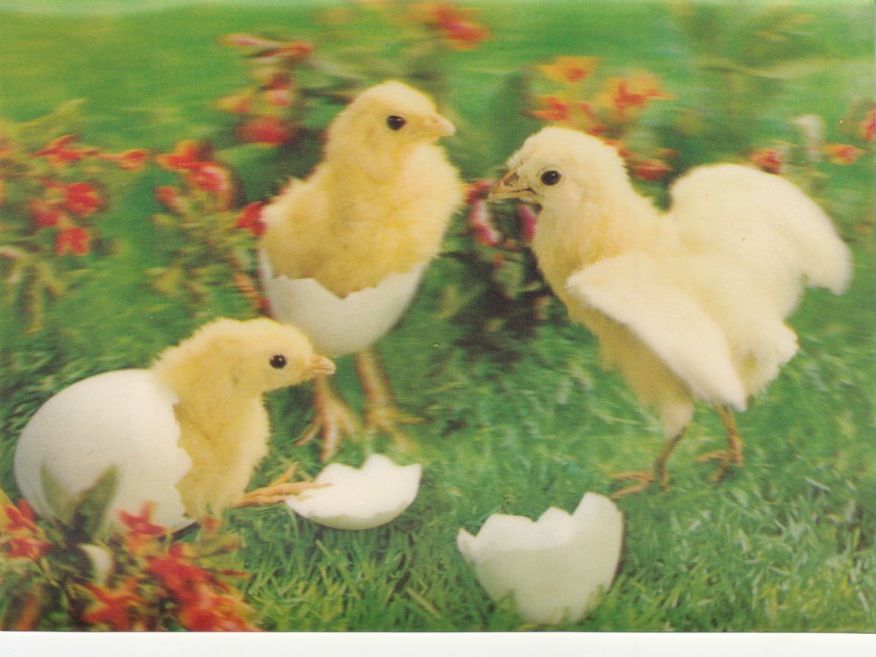 Bibeli 3 D Karte ca. 1970 (Gebraucht) in Bürglen TG für CHF 1.5 – mit ...