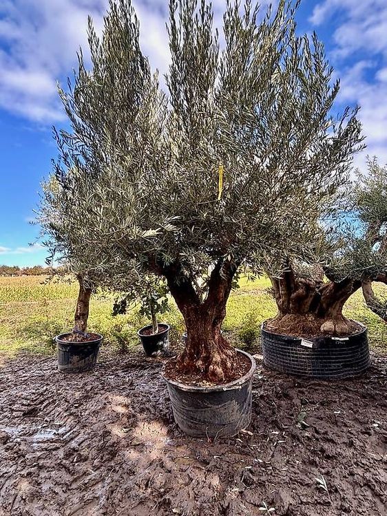 Olivenbaum "Prachtvoller großer Olivenbaum" (Gebraucht) in Zuckenriet für CHF 1850 – nur ...