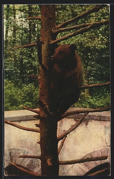 Basel, Zoologischer Garten, Bärenzwinge | Kaufen auf Ricardo