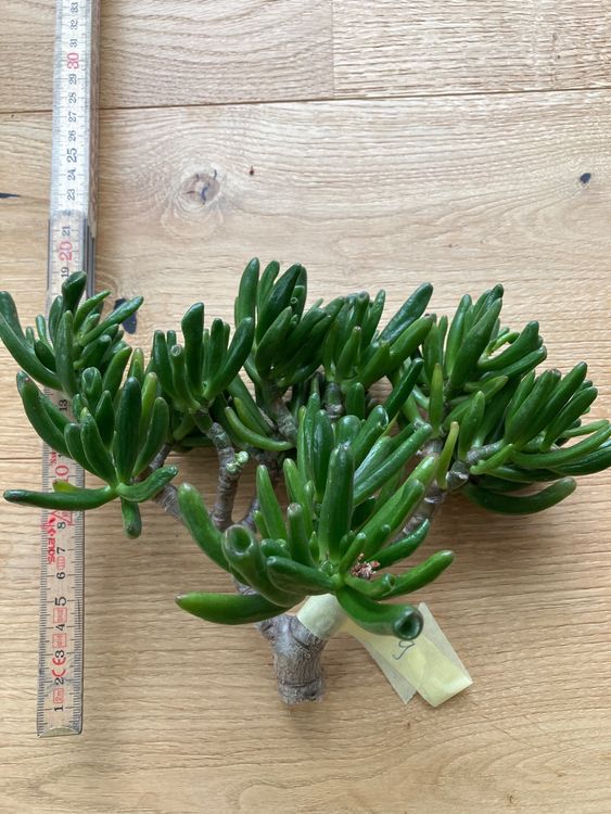Dickblatt Crassula ovata „Hobbit“ | Kaufen auf Ricardo
