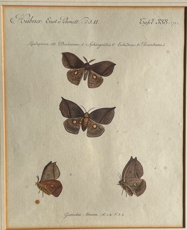 Jacob Hübner Exot. Schmetterlinge Stich (Gebraucht) in Biel/Bienne für ...