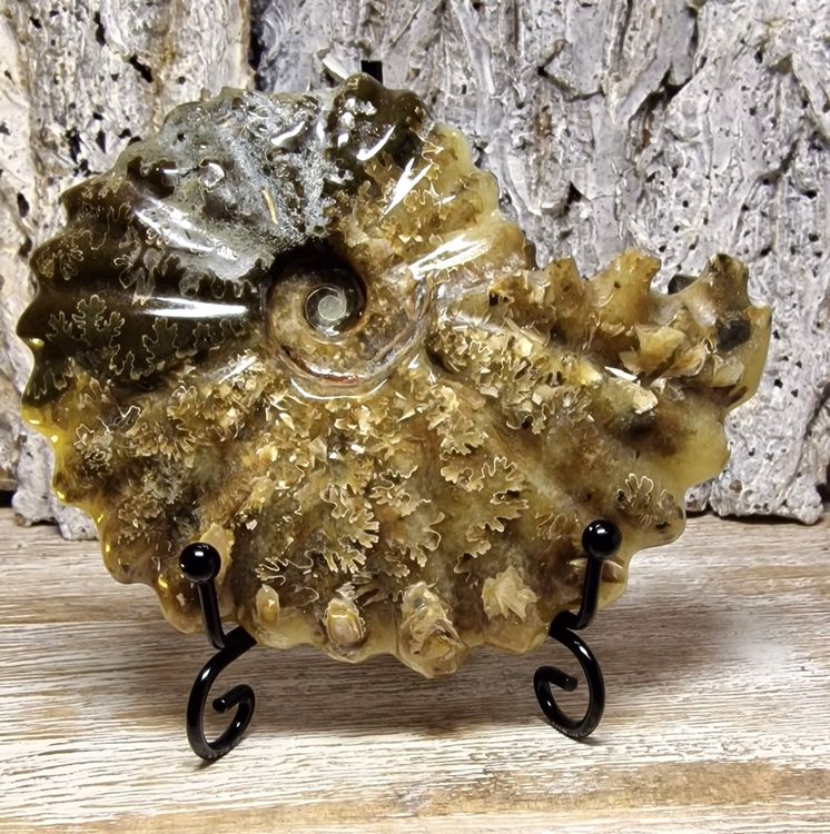 Ammonit 320g (Neu (gemäss Beschreibung)) in Matzingen für CHF 35 – mit Lieferung auf Ricardo kaufen