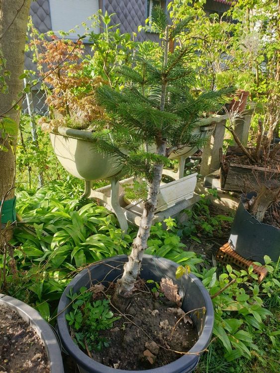 Pre-Bonsai Tanne | Kaufen auf Ricardo