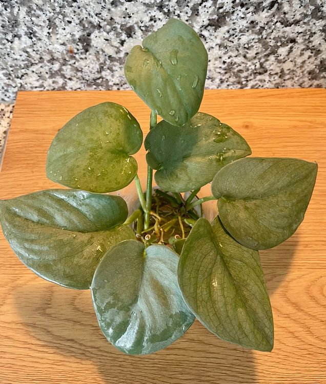 Scindapsus platinum 7 Stecklinge (Gebraucht) in Kaiseraugst für CHF 25 ...