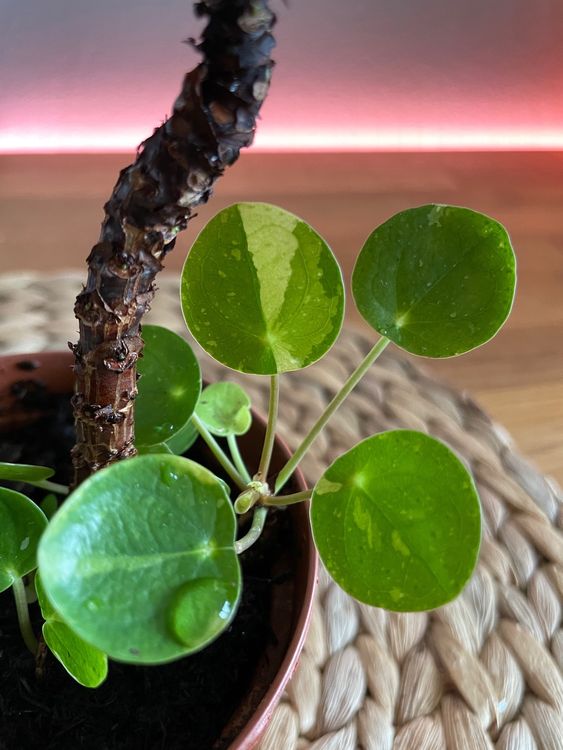 Pilea Variagata / White Splash | Kaufen auf Ricardo