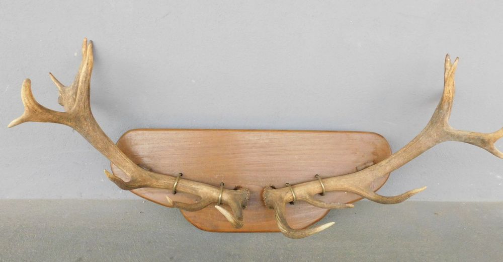 Geweih Hirsch Elch Rothirsch grosses Geweih 140 cm (Gebraucht) in ...