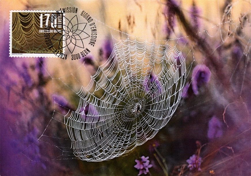 Maximumkarte Naturmuster - Spinnennetz | Kaufen auf Ricardo