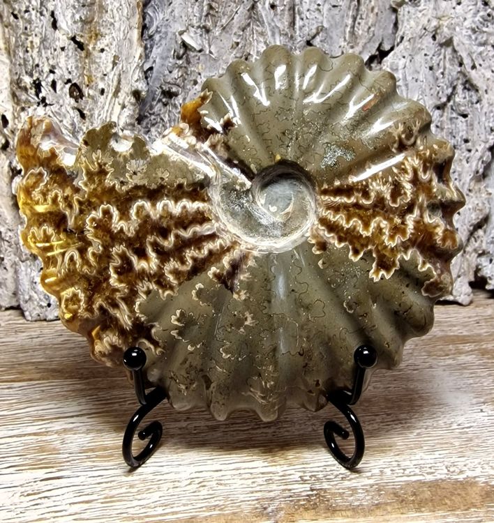 Ammonit 408g (Neu (gemäss Beschreibung)) in Matzingen für CHF 48 – mit Lieferung auf Ricardo kaufen