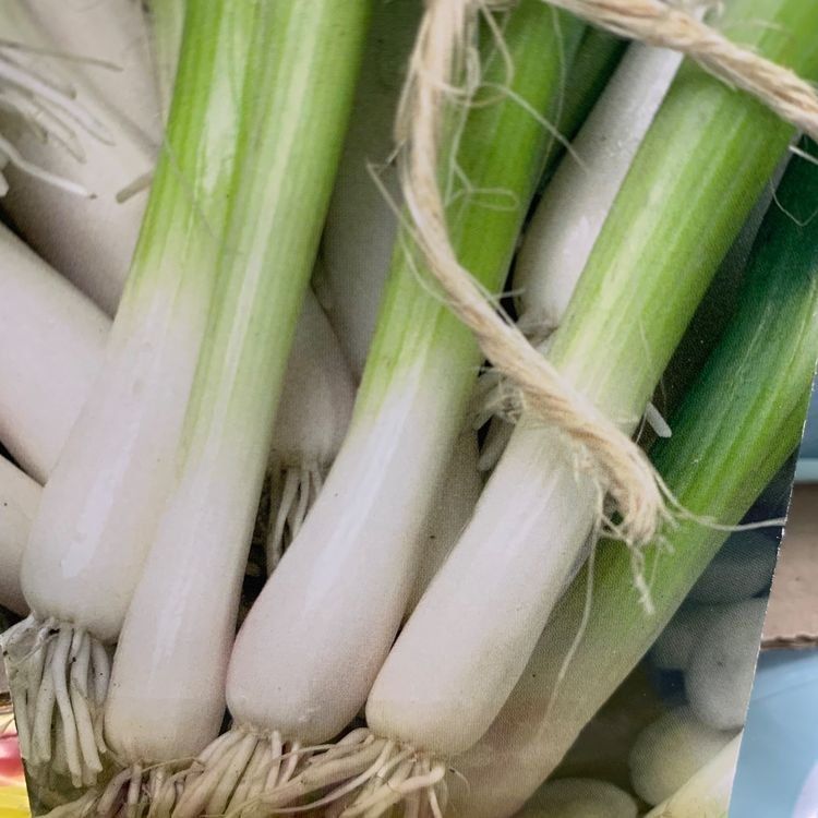 Schnittzwiebel 20 Samen / Allium fistulosum | Kaufen auf Ricardo