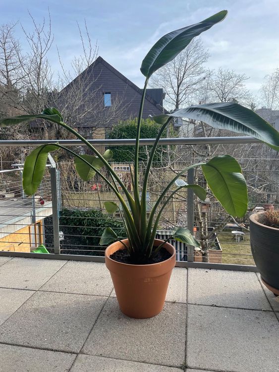 Grosse Strelizie mit Topf (Gebraucht) in Urdorf für CHF 86 – nur ...