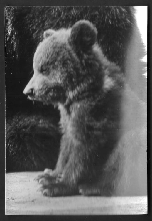 Langnau am Albis Tierpark Langenberg Junge Braunbären (Neu (gemäss Beschreibung)) in Olten für ...