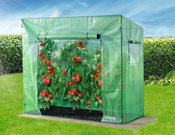 Tomaten Gewachshaus Offen Oder Geschlossen
