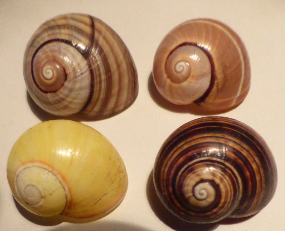4 SEHR SCHÖNE POLYMITA PICTA MUSCHELN-22-25 MM-SEHR SELTEN (Gebraucht ...