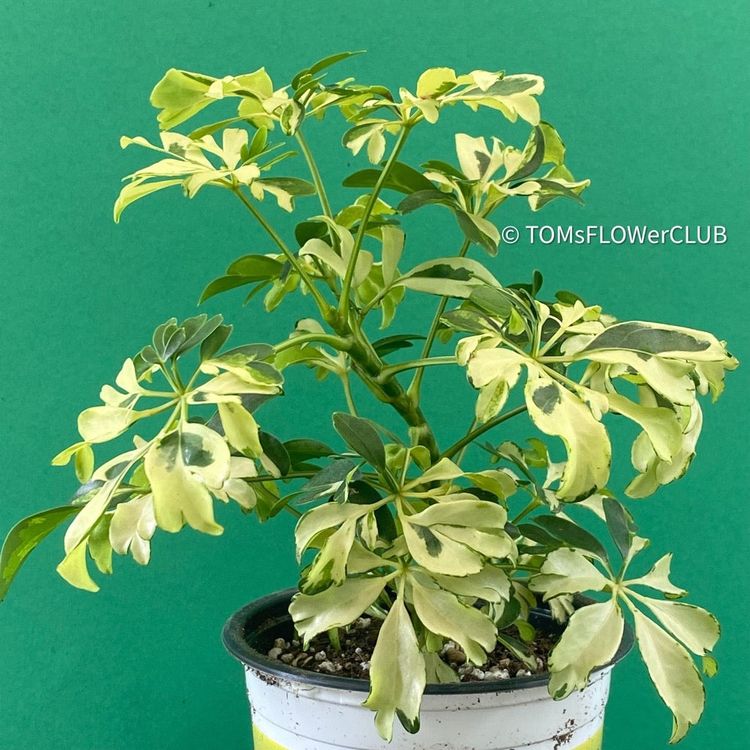 Schefflera Arboricola Janine - mit zarten kleinen Blättern (Neu (gemäss Beschreibung)) in ...
