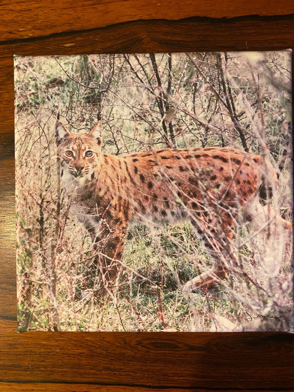 Tableaux / lynx , renardeaux, pie grieche (D'occasion) à Begnins pour ...
