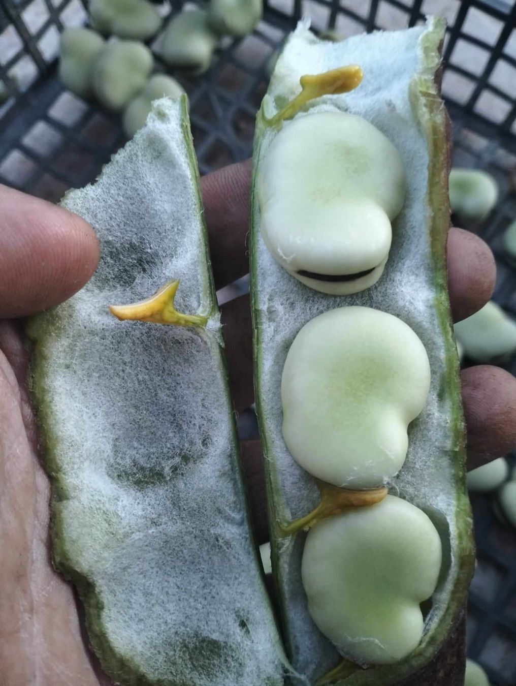 Fèves Agualduce XXL (sélection géante) 20g (Neuf (Voir description)) à ...