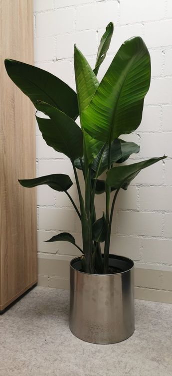 STRELIZIE / PARADIESVOGELBLUME (Gebraucht) in Jona für CHF 90 – nur Abholung auf Ricardo kaufen