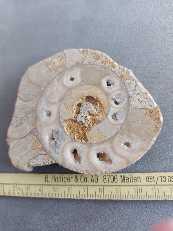 Ammonit (Gebraucht) in Hinwil für CHF 34 – mit Lieferung auf Ricardo kaufen