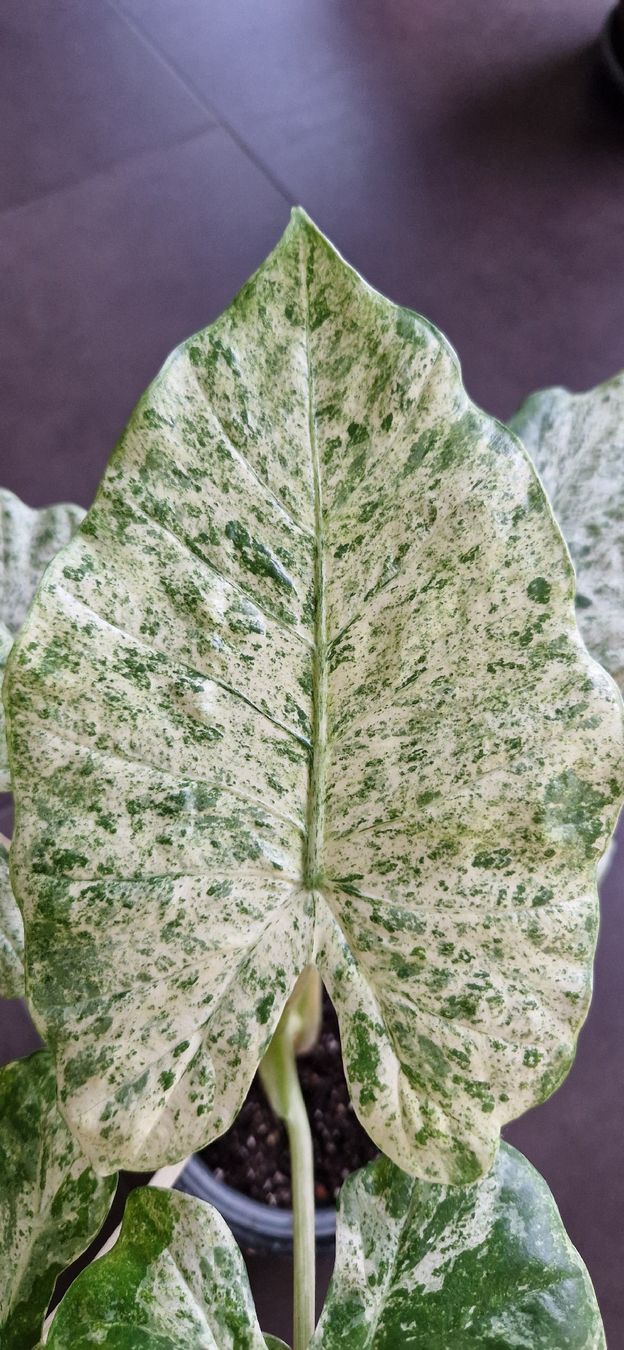 🪴🤩Alocasia Baginda Dragon Scale Aka Halong Vari.Rhizom (Gebraucht) in ...