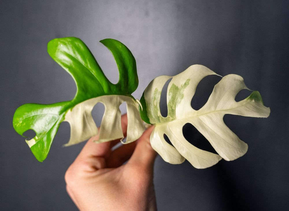 Monstera minima (Rhaphidophora Tetrasperma) albo variegata (Gebraucht ...