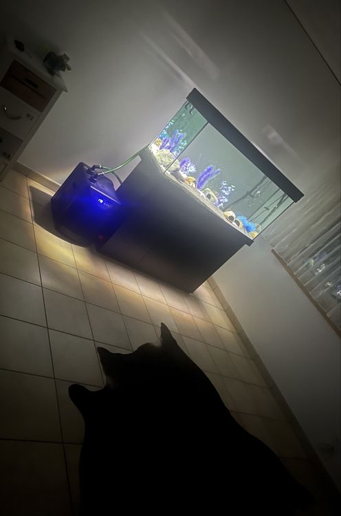 Axolotl Aquarium mit Zubehör, ideal für Einsteiger (Gebraucht) in ...