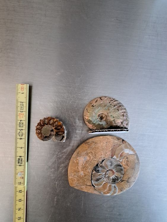 Fossilien Sammlung Ammoniten, Mosasaurus-Zahn und mehr (Gebraucht) in ...