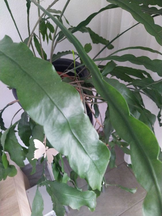 Königin der Nacht lange Blätter (Gebraucht) in Safenwil für CHF 29 – nur Abholung auf Ricardo kaufen