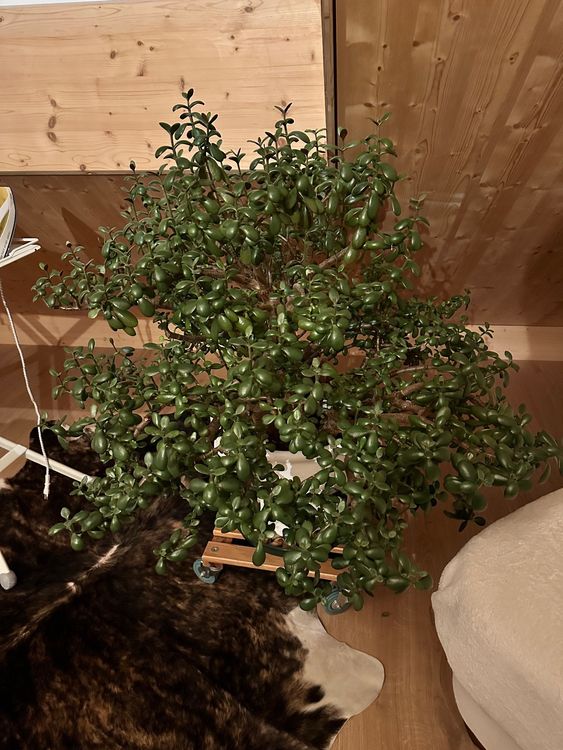 Pflanze, Geldbaum, Crassula ovata, Dickblatt | Kaufen auf Ricardo