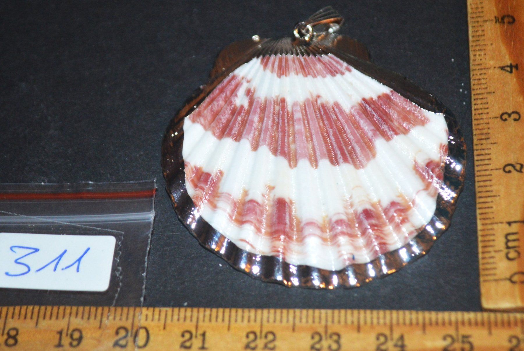 Deko Meer 311 – Schmuckanhänger Muschel – silbrig umrandet (Neu und ...