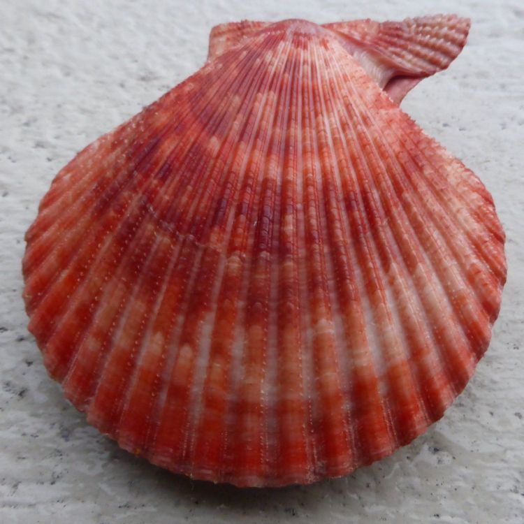CHLAMYS SENATORIA, SEHR GROSS, ROT (Neu (gemäss Beschreibung)) in ...