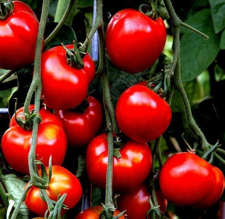 Tomate Stupice (sehr bald) 10x | Kaufen auf Ricardo