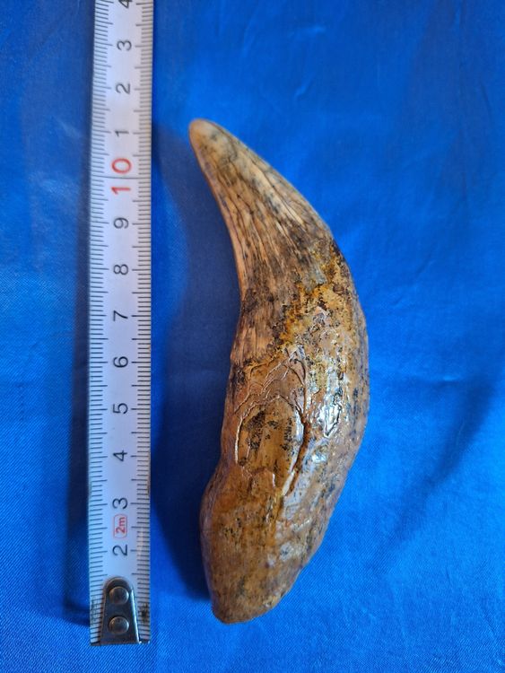 Zahn Tigerzahn Fossil Höhlenbär Rarität Dinosaurier (Gebraucht) in ...